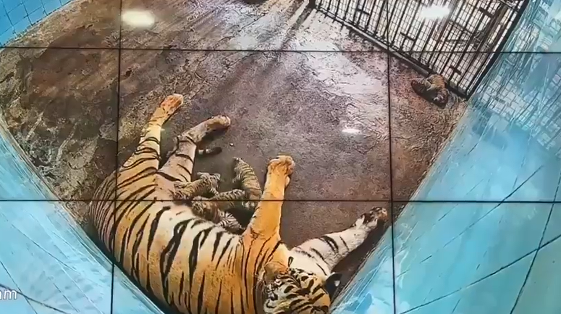 Six Bengal Tiger Cubs Born At Delhi Zoo, Biggest Litter In 20 Years ...